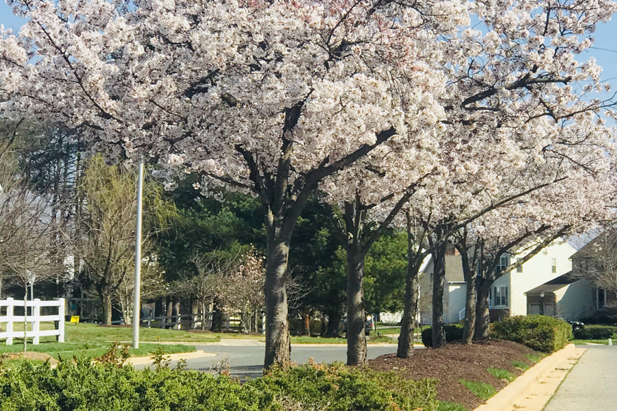 landscape_pic | Perrywood Community Association