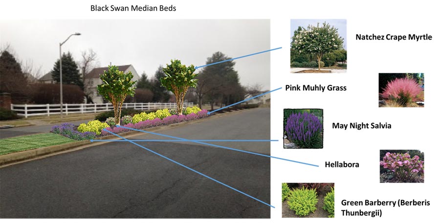 black-swan-median-beds | Perrywood Community Association